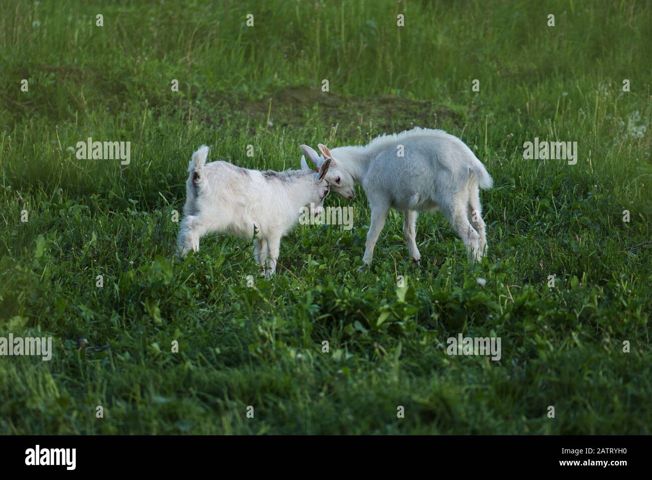 Goats fighting with horns. White young goat at sunset. white twins ...