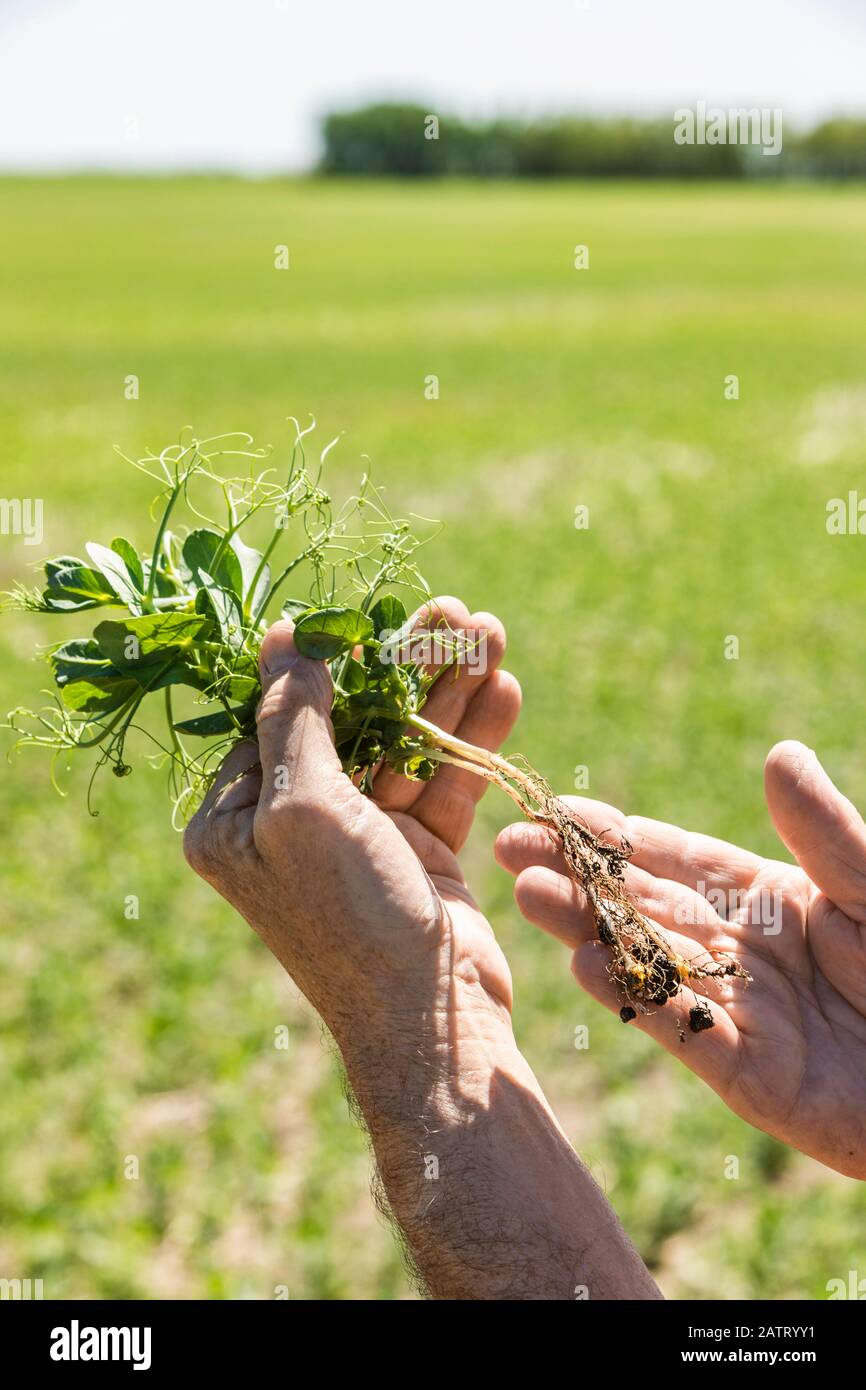 Wheat plant roots hi-res stock photography and images - Alamy