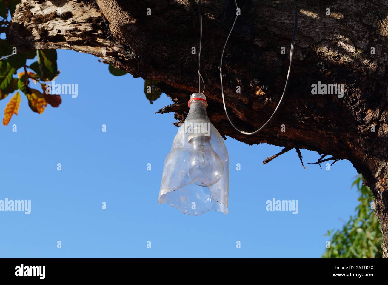 Cola tree hi-res stock photography and images - Alamy