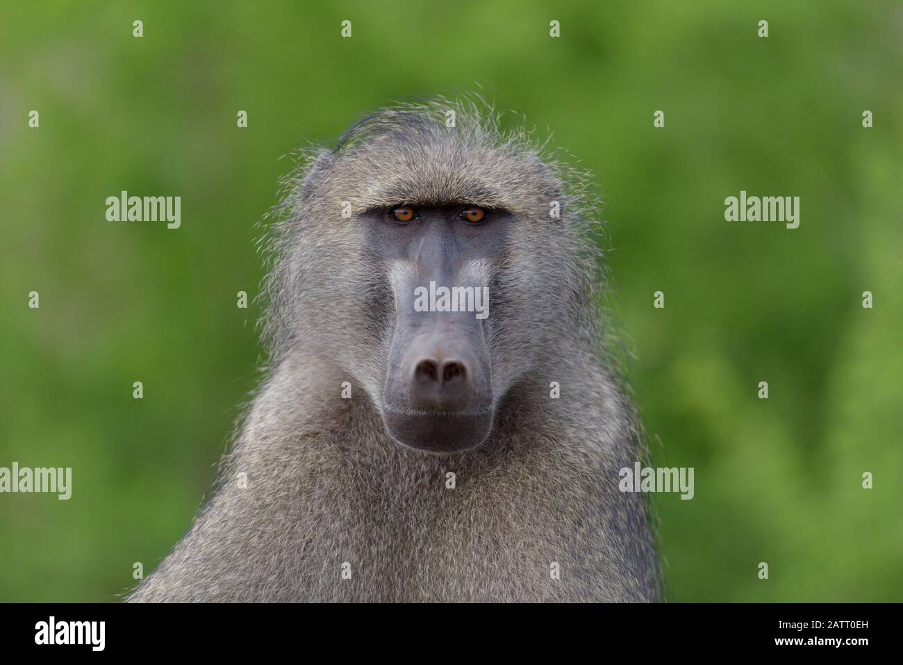 Serengeti baboon family hi-res stock photography and images - Alamy