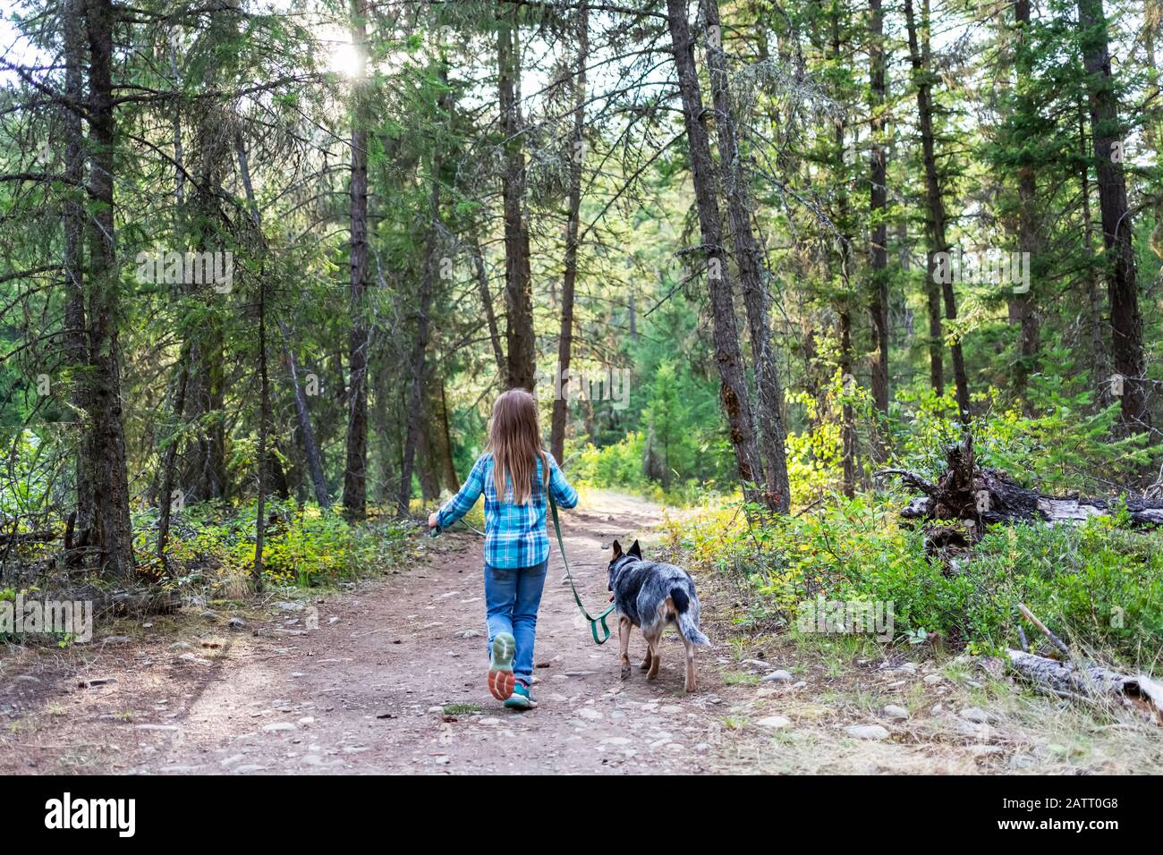 Young girl walking her dog down a trail in a forest; British Columbia ...