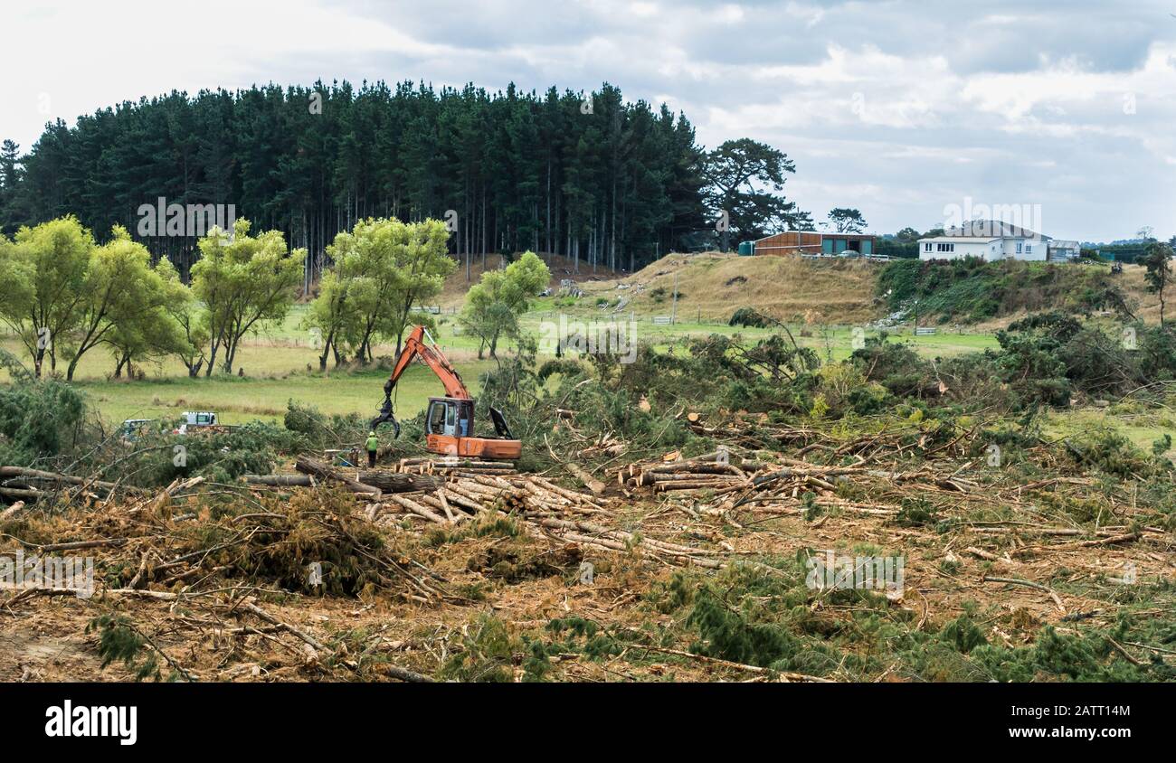Digger Pine High Resolution Stock Photography and Images - Alamy