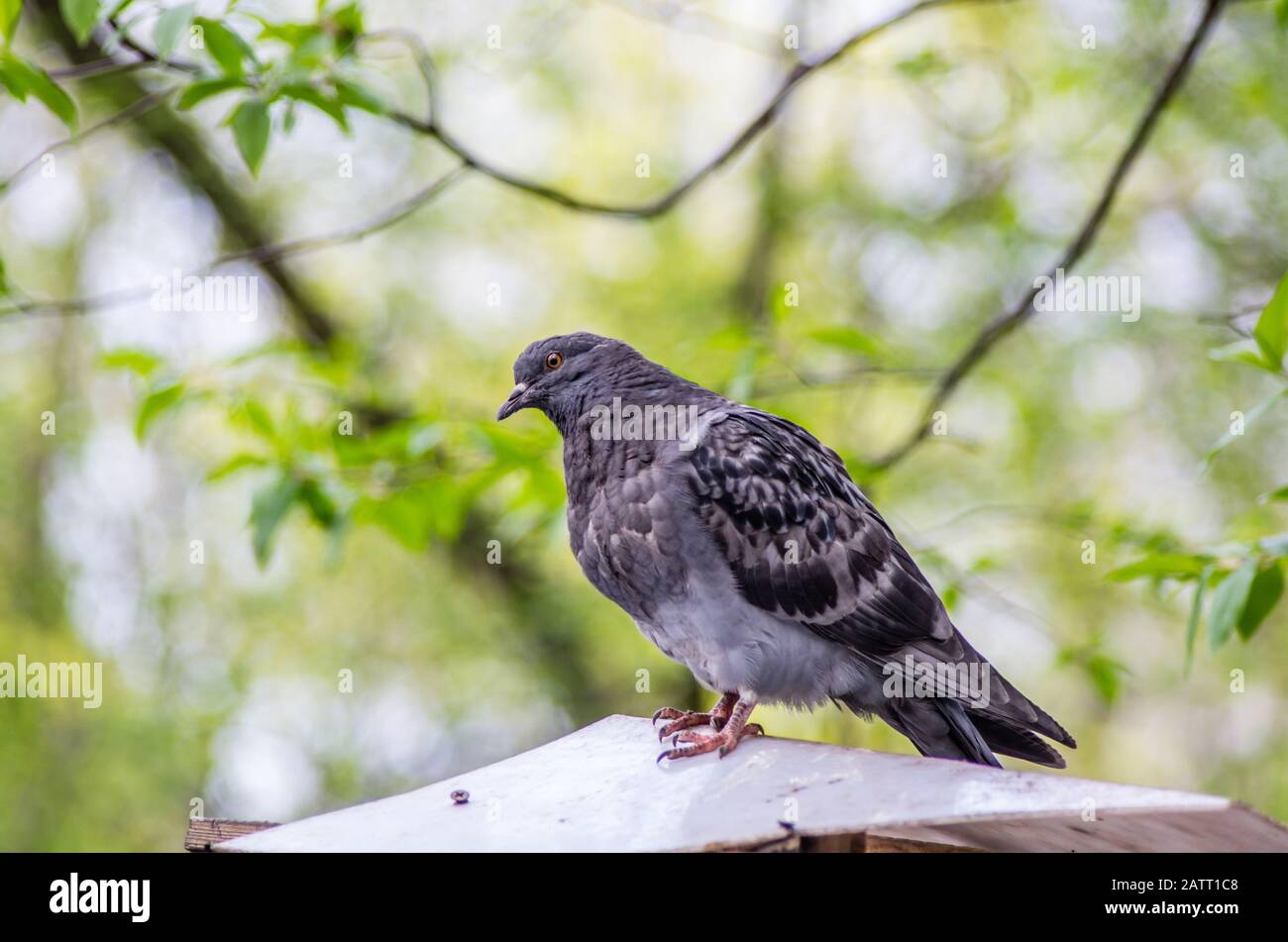 Bird seats hi-res stock photography and images - Alamy