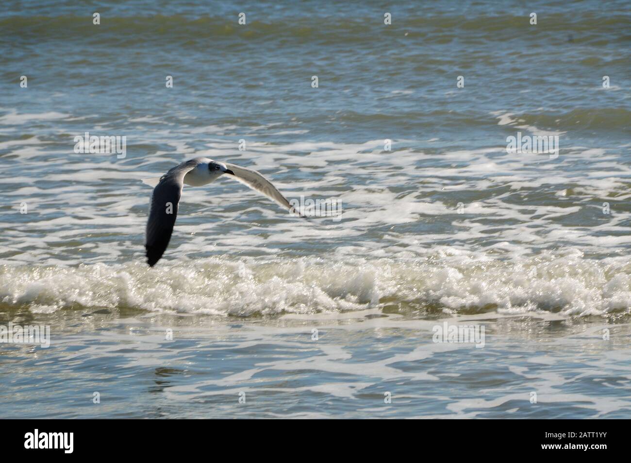 Seagull In Flight Stock Photo - Alamy