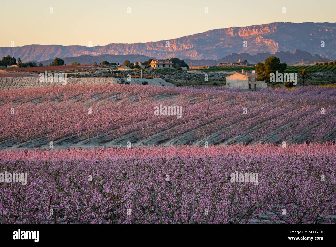 Flowering of the peach tree with the Sierra La Pila in the background ...