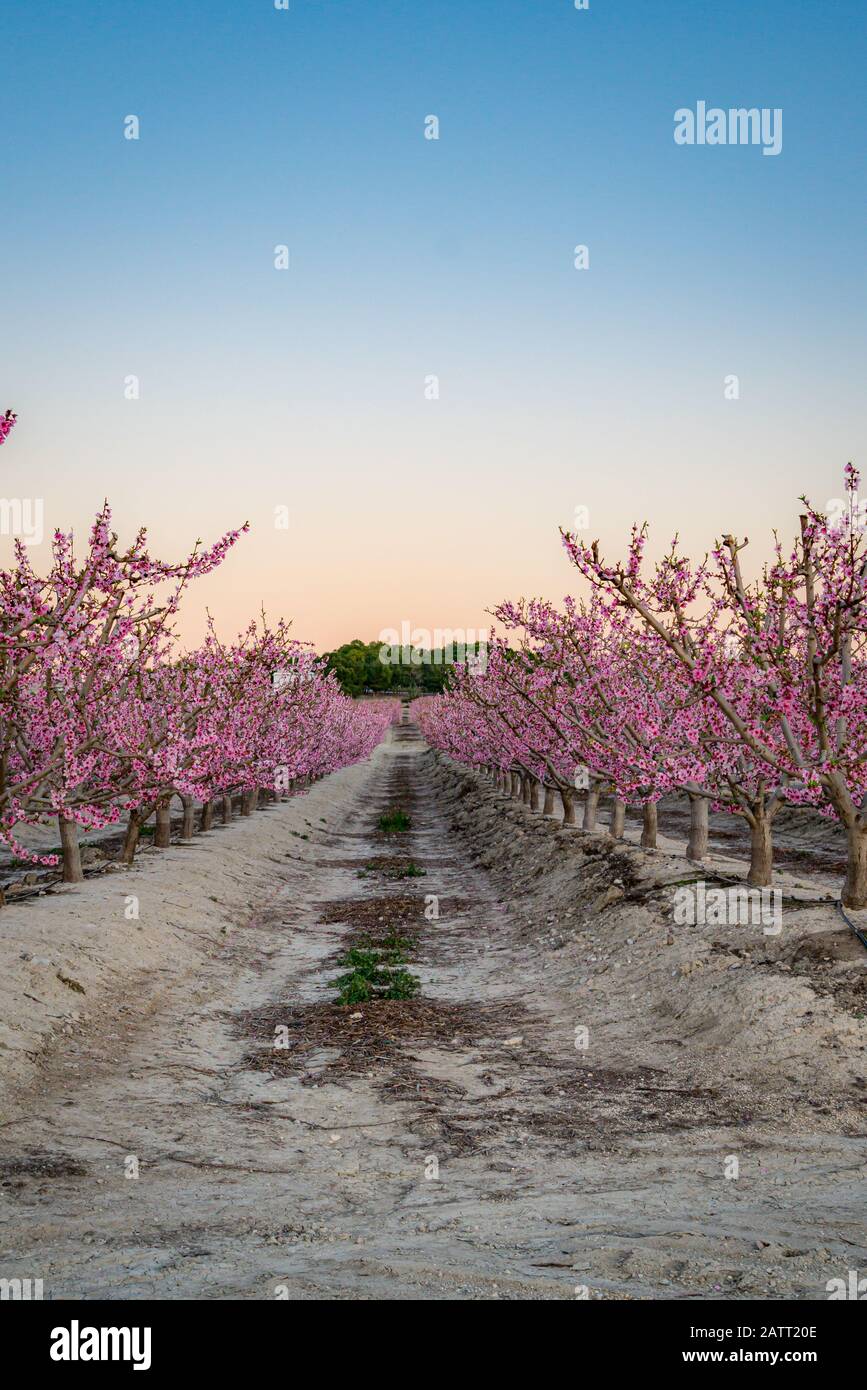 Ornamental peach tree hi-res stock photography and images - Alamy