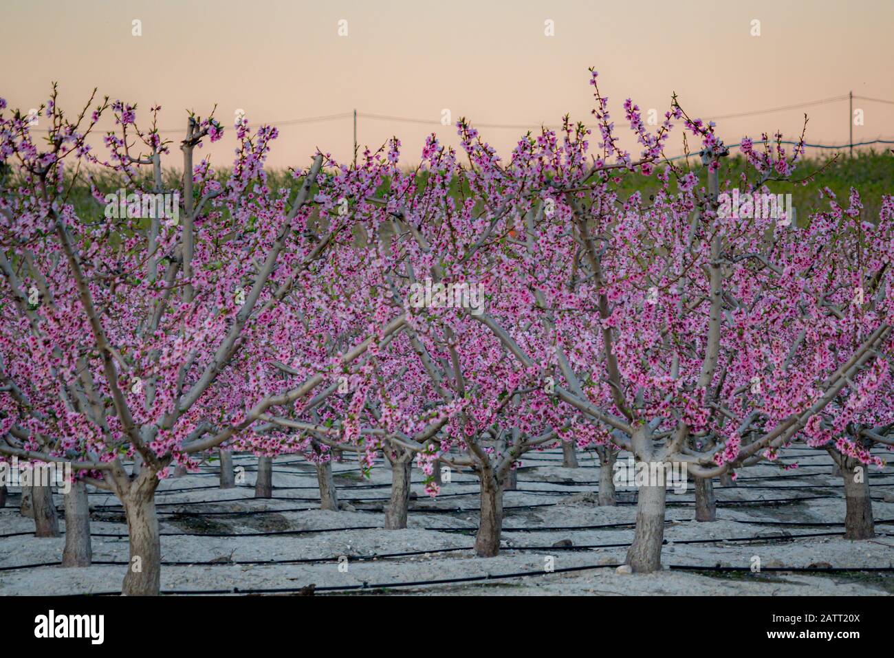 Ornamental peach tree hi-res stock photography and images - Alamy