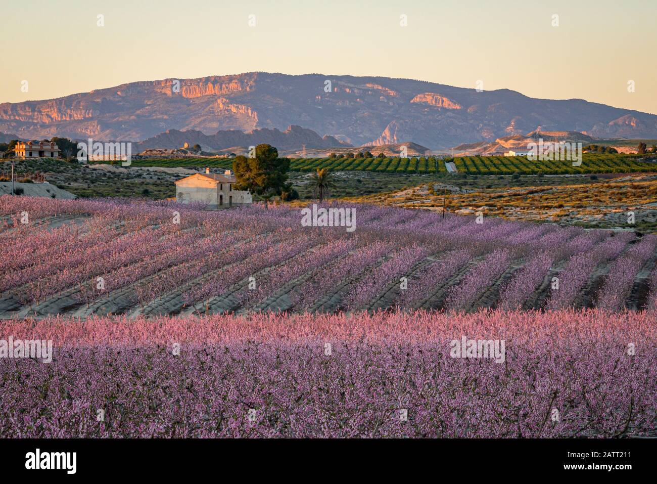 Flowering of the peach tree with the Sierra La Pila in the background ...