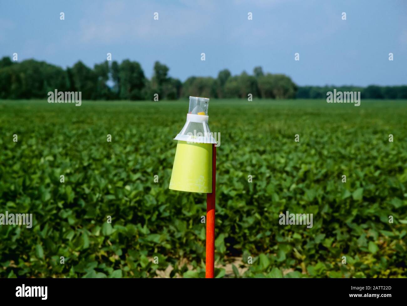 Agriculture cotton field fields hi-res stock photography and images - Alamy