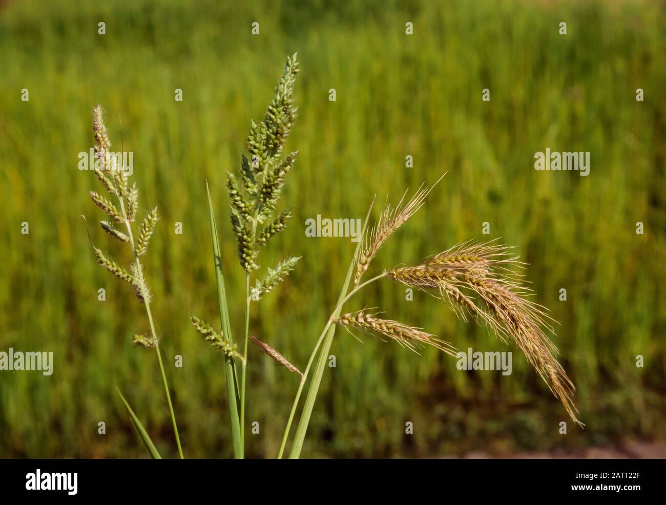 Agriculture - Weeds, Inflorescence of Barnyardgrass (Echinochloa crus ...