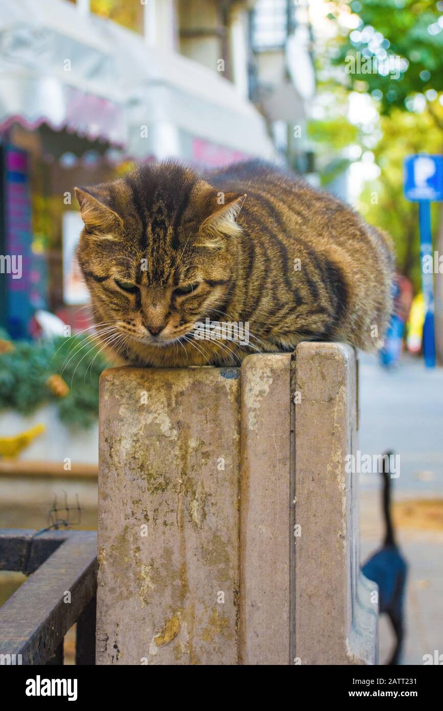 One of Istanbul's many street cats in the Moda neighbourhood of Kadikoy ...
