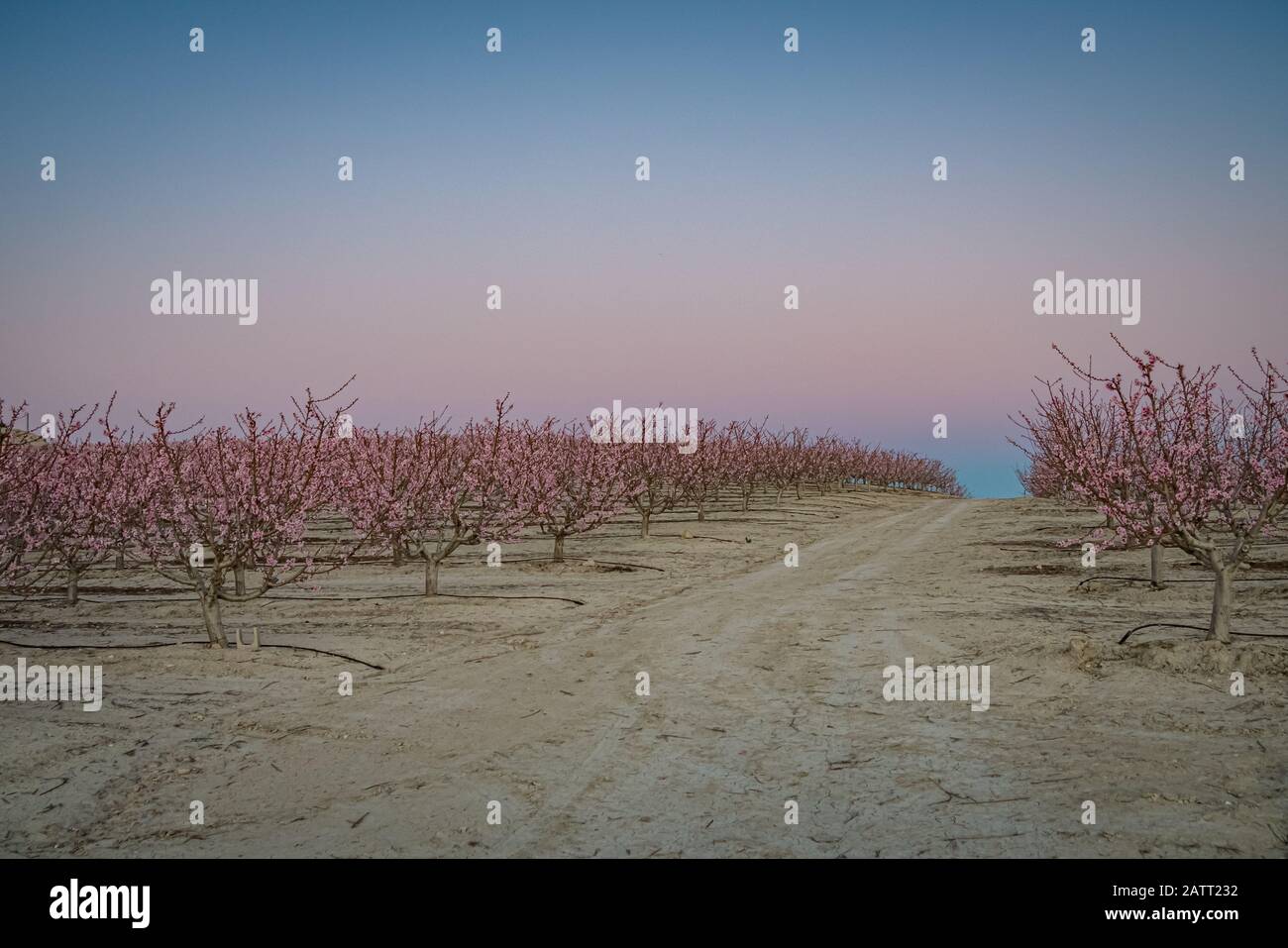 Flowering of the peach tree in the Region of Murcia. Spain Stock Photo ...