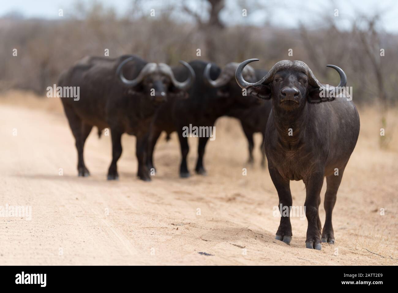 African Buffalo Portrait , also known as cape buffalo Stock Photo - Alamy