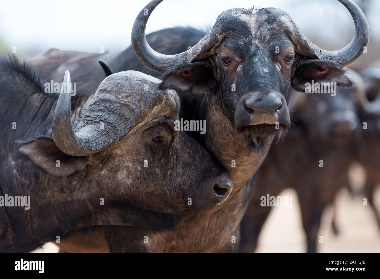African Buffalo Portrait , also known as cape buffalo Stock Photo - Alamy