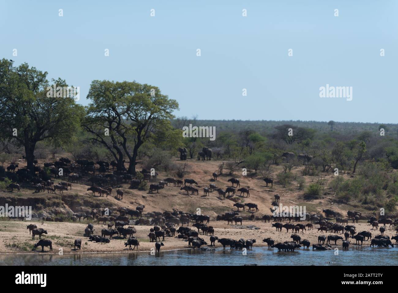 African buffalo herd, Cape buffalo herd Stock Photo - Alamy