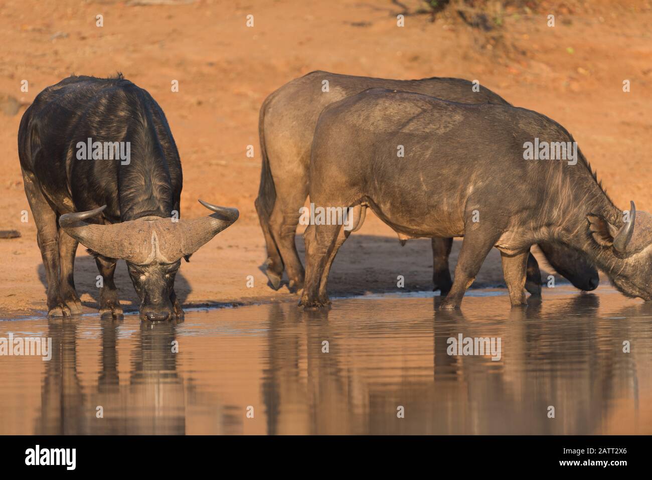 African buffalo drinking water, Cape buffalo drinking water Stock Photo ...