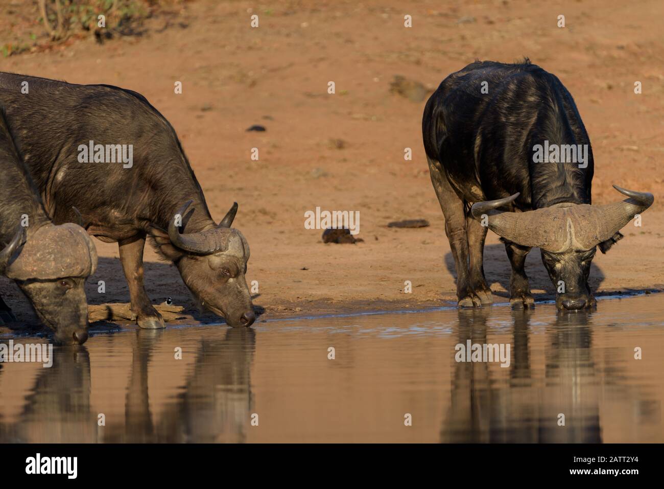 African buffalo drinking water, Cape buffalo drinking water Stock Photo ...
