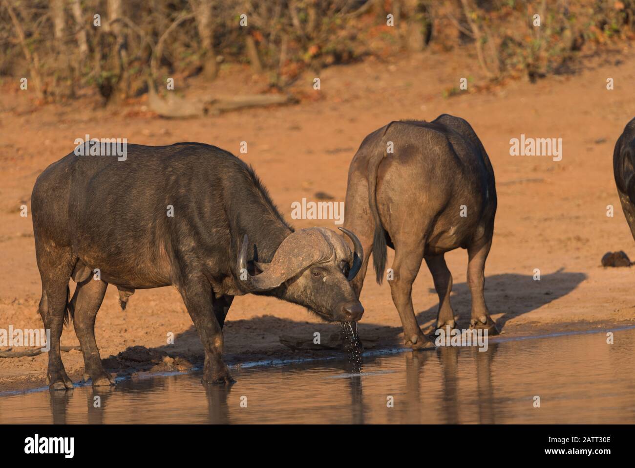 African buffalo drinking water, Cape buffalo drinking water Stock Photo ...