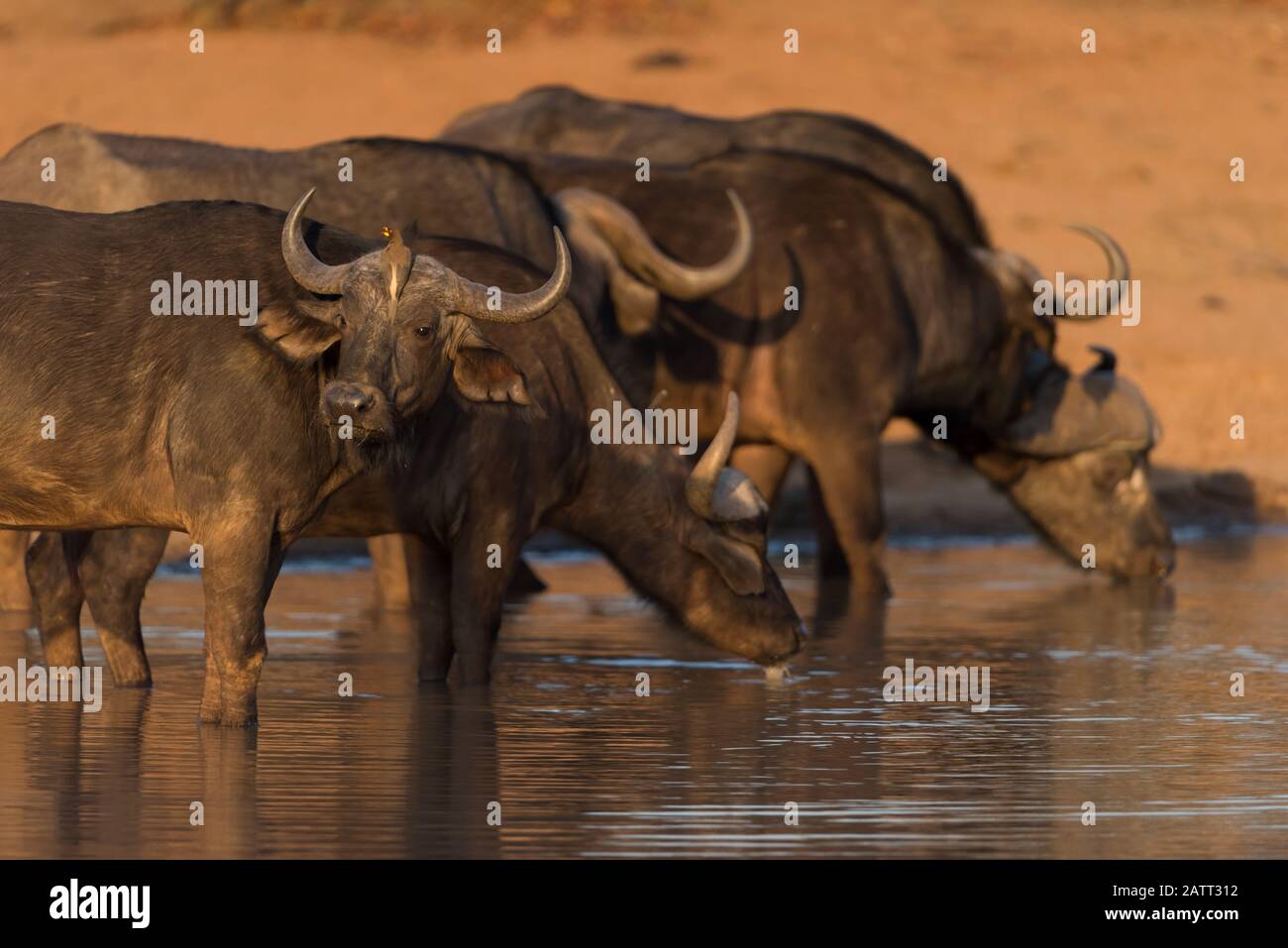 African buffalo drinking water, Cape buffalo drinking water Stock Photo ...
