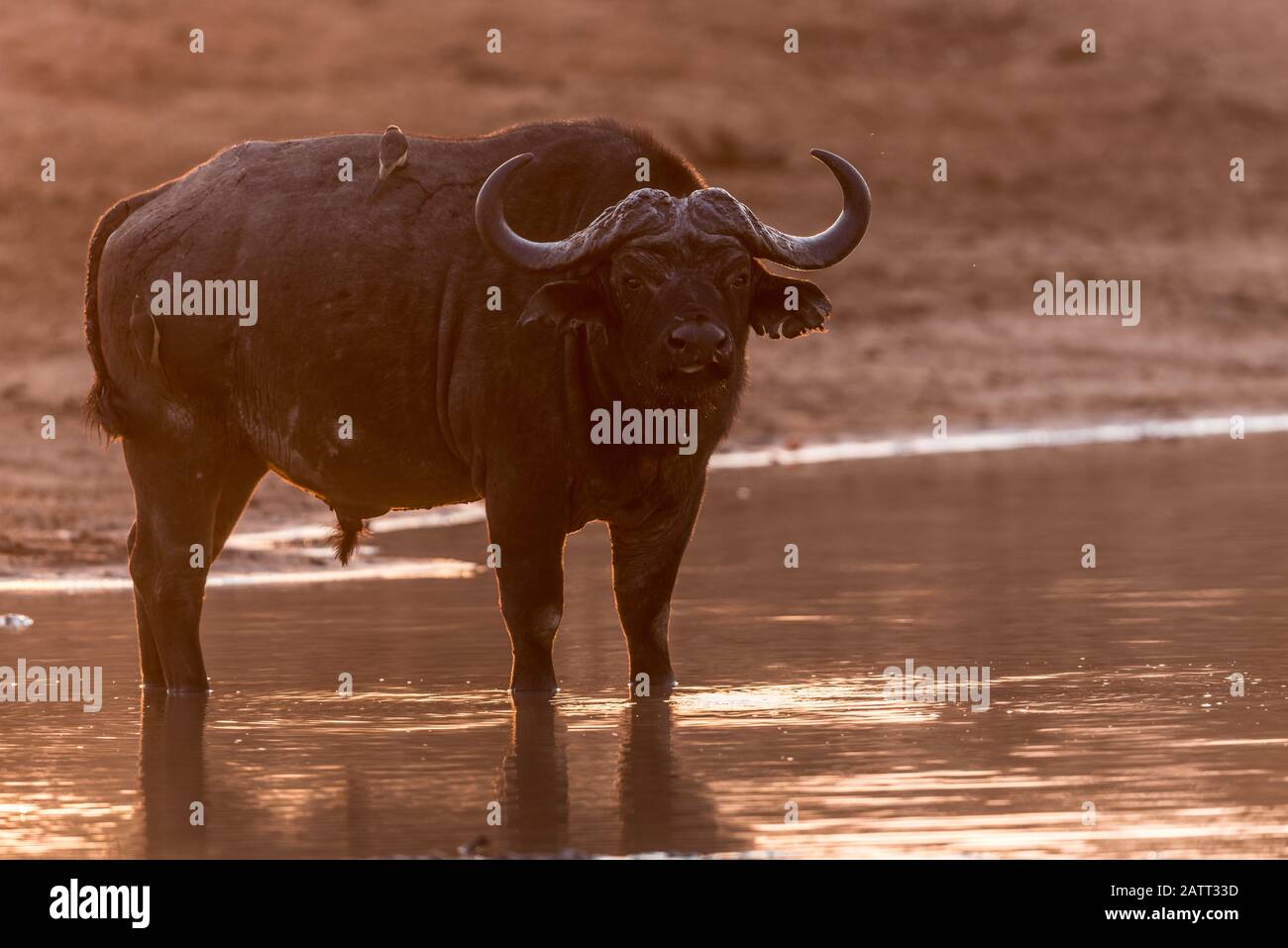 Cape buffalo drinking hi-res stock photography and images - Alamy