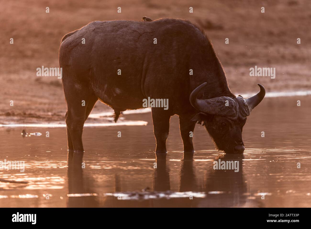 African buffalo drinking water, Cape buffalo drinking water Stock Photo ...
