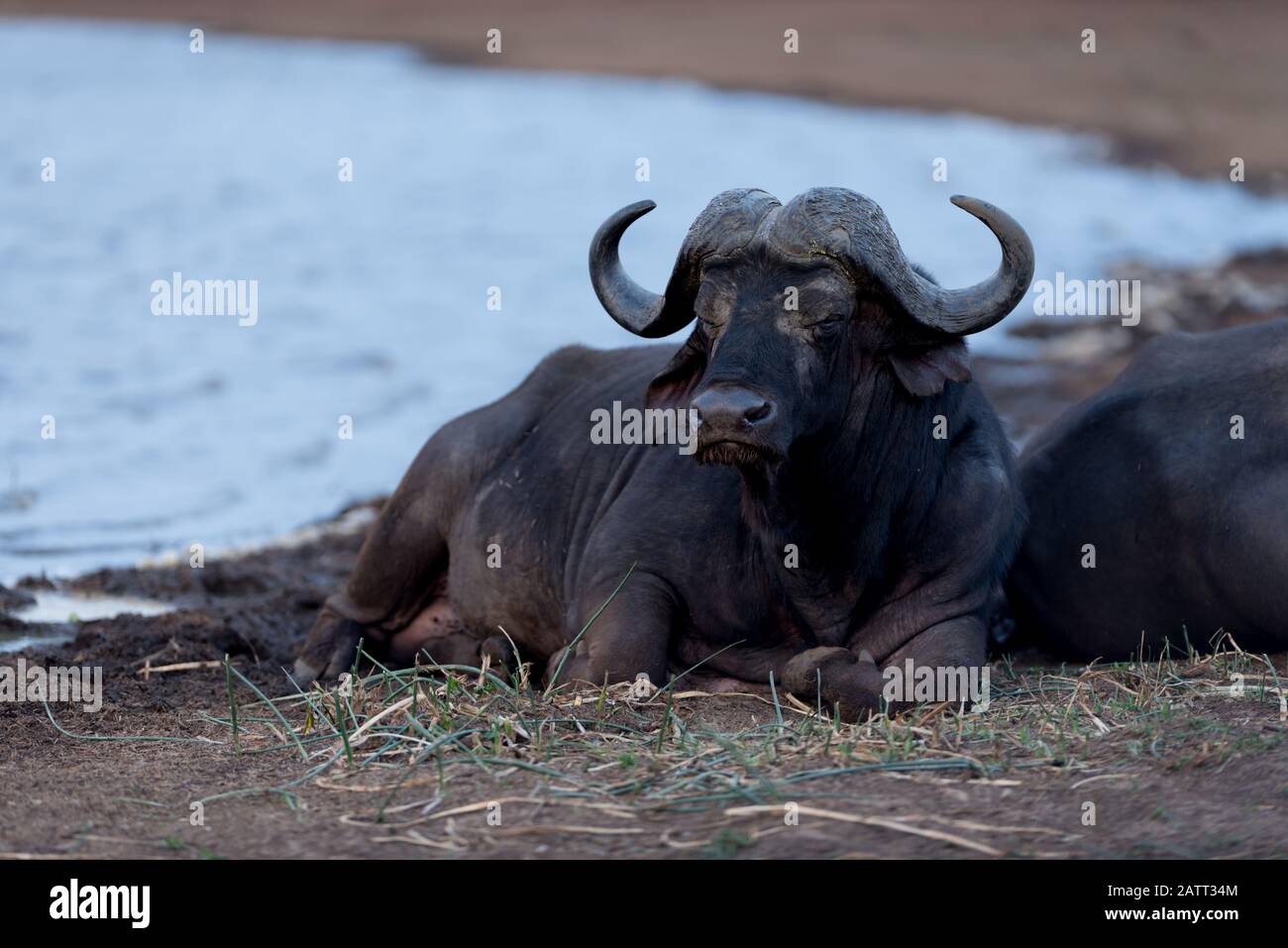 African Buffalo Portrait , also known as cape buffalo Stock Photo - Alamy