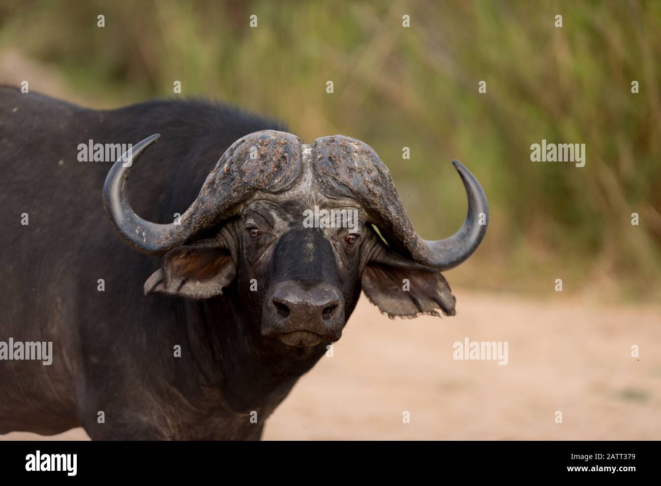 African Buffalo Portrait , also known as cape buffalo Stock Photo - Alamy