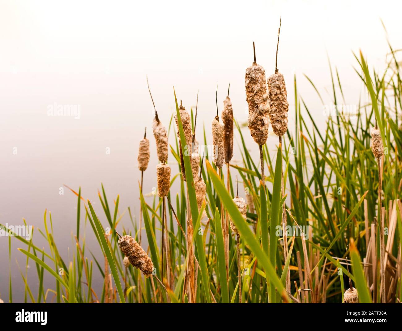Cattails by water Stock Photo - Alamy