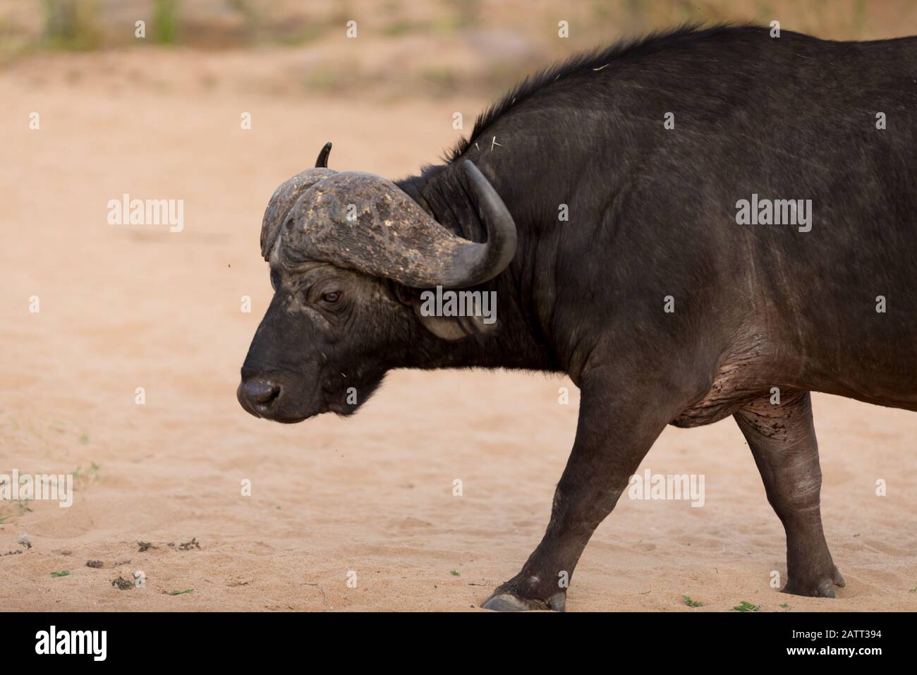 African Buffalo Portrait , also known as cape buffalo Stock Photo - Alamy