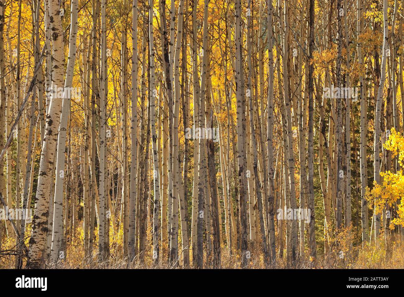 Jasper trees hi-res stock photography and images - Alamy