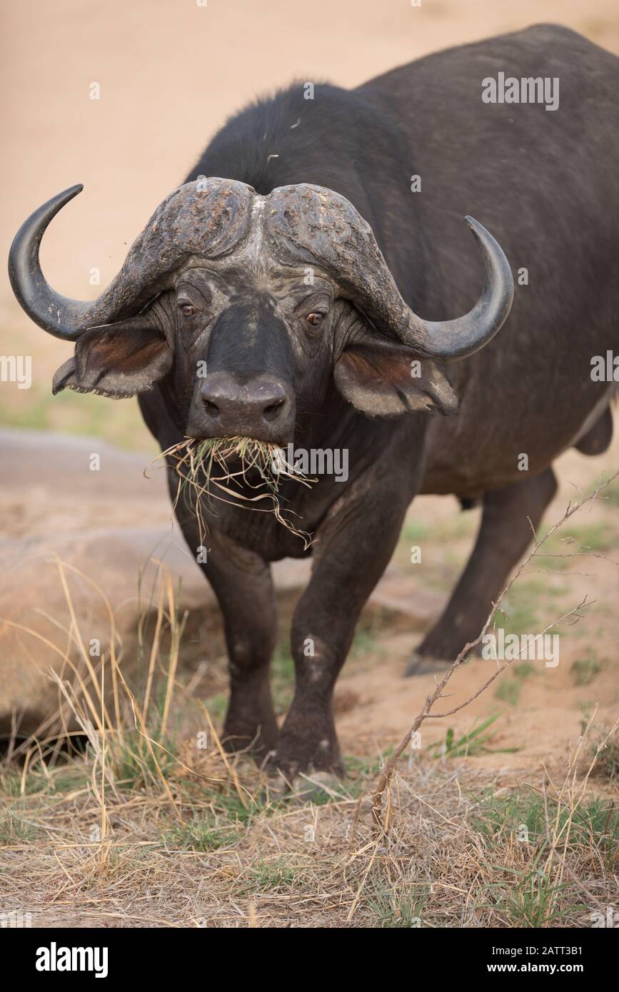 African Buffalo Portrait , also known as cape buffalo Stock Photo - Alamy