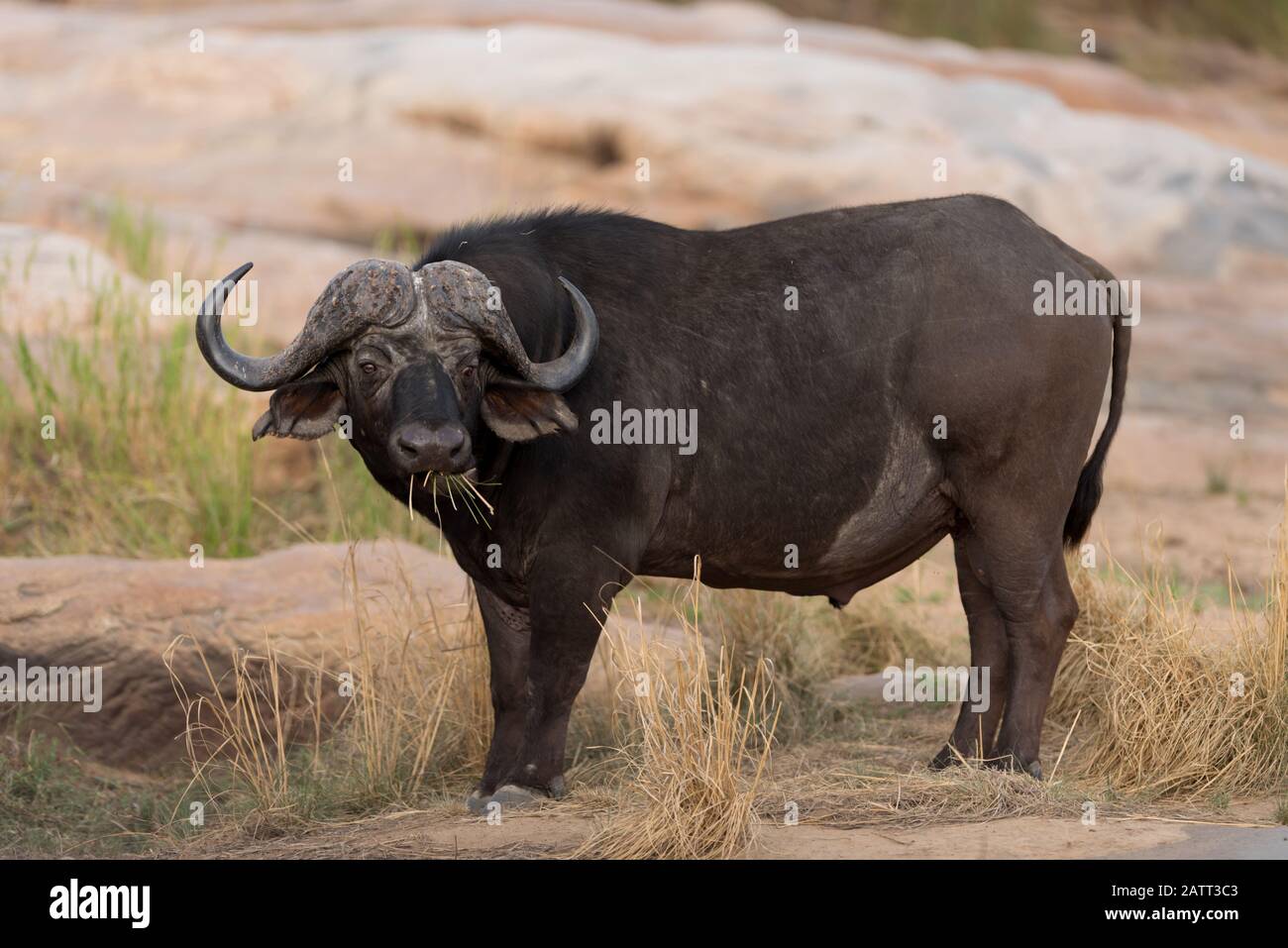 African Buffalo Portrait , also known as cape buffalo Stock Photo - Alamy