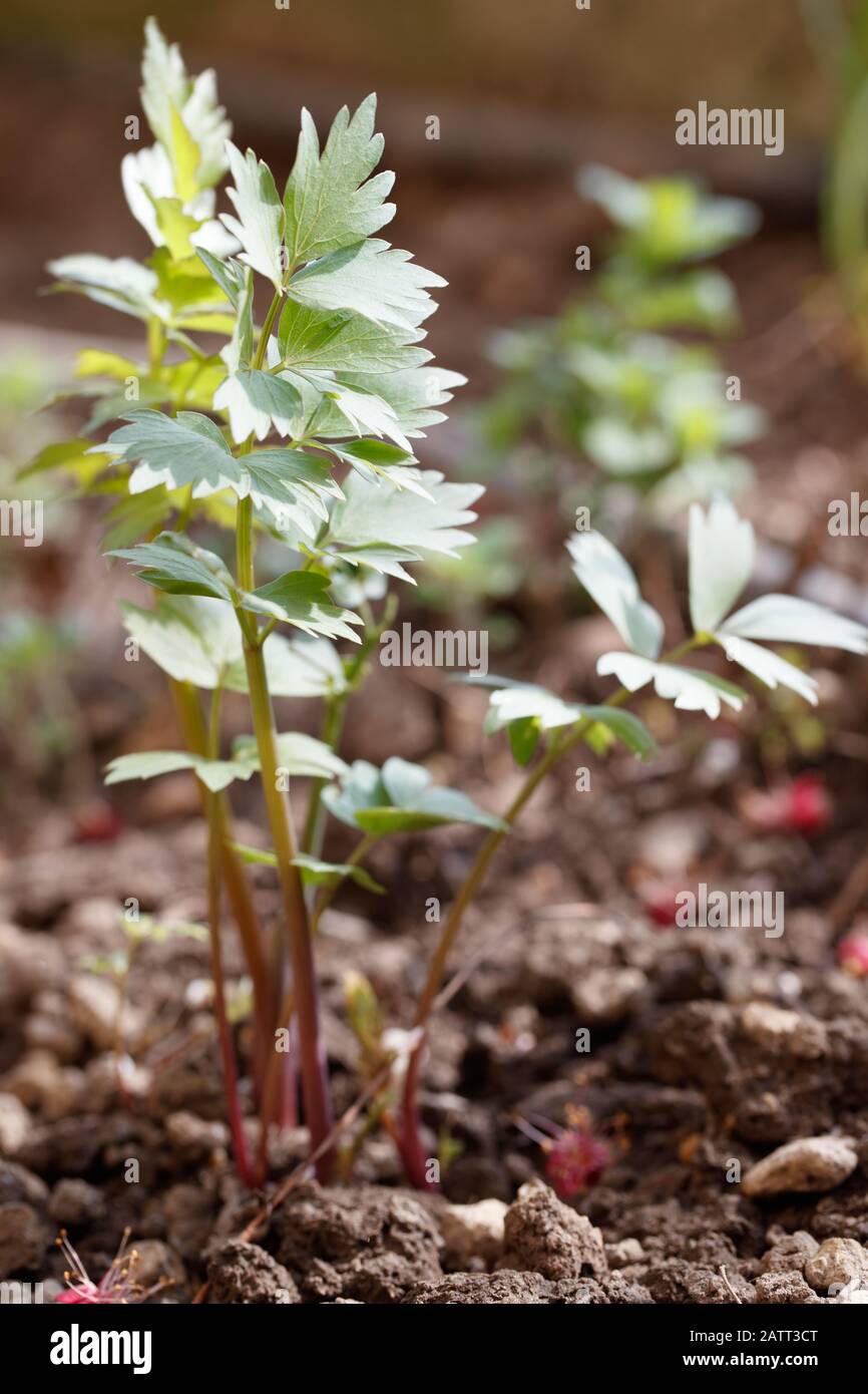 Sprout of lovage hi-res stock photography and images - Alamy