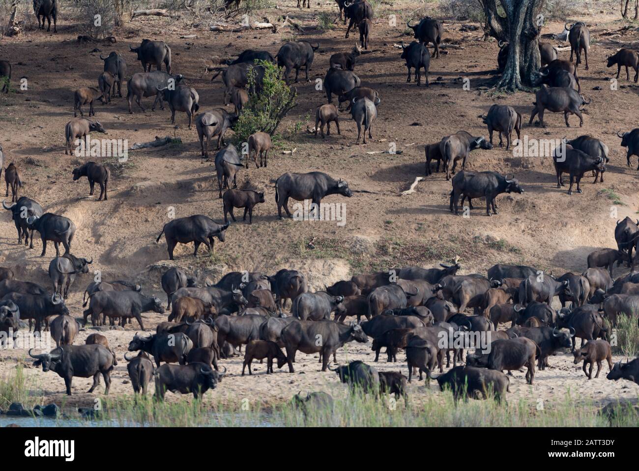 African buffalo herd, Cape buffalo herd Stock Photo - Alamy