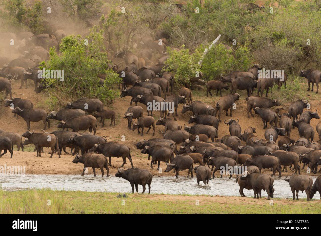 African buffalo herd, Cape buffalo herd Stock Photo - Alamy
