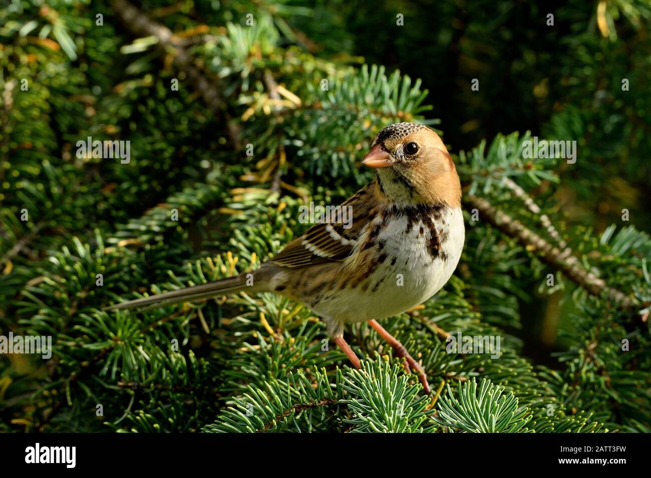 Song sparrow bird canada hi-res stock photography and images - Alamy