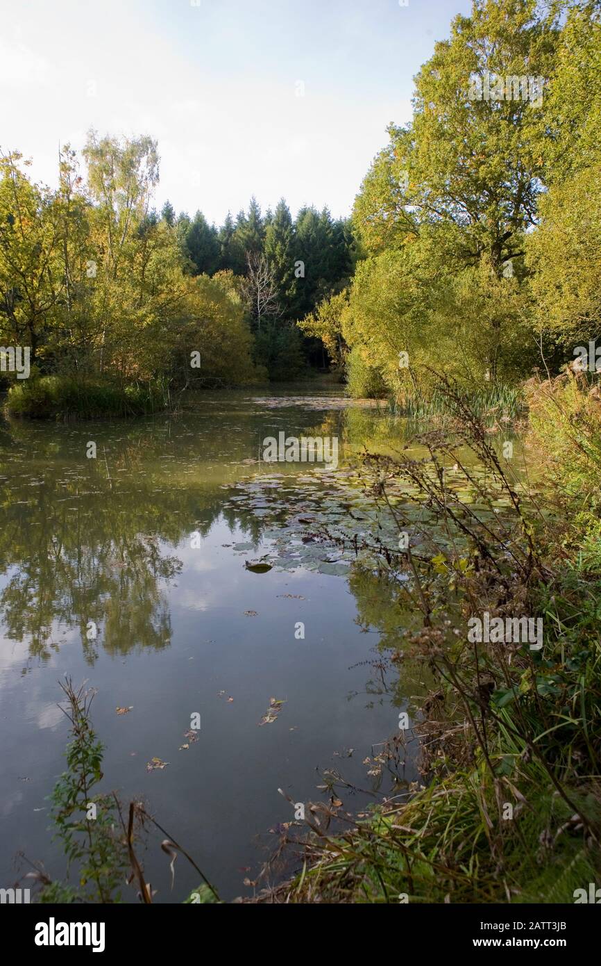 Fishing lake in Hartley Wood, Oakhanger, Hampshire, England, UK Stock ...