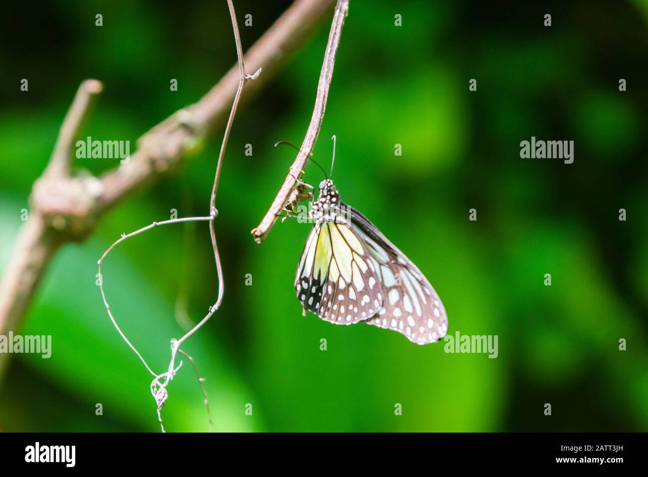 Ideopsis similis, Ceylon blue glassy tiger butterfly with blue green ...