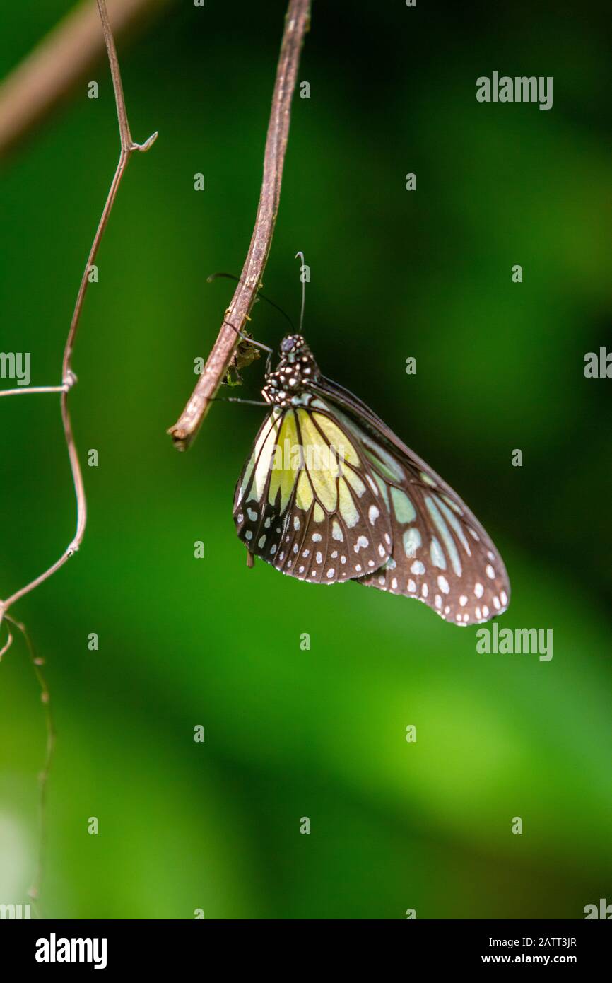 Ideopsis similis, Ceylon blue glassy tiger butterfly with blue green ...