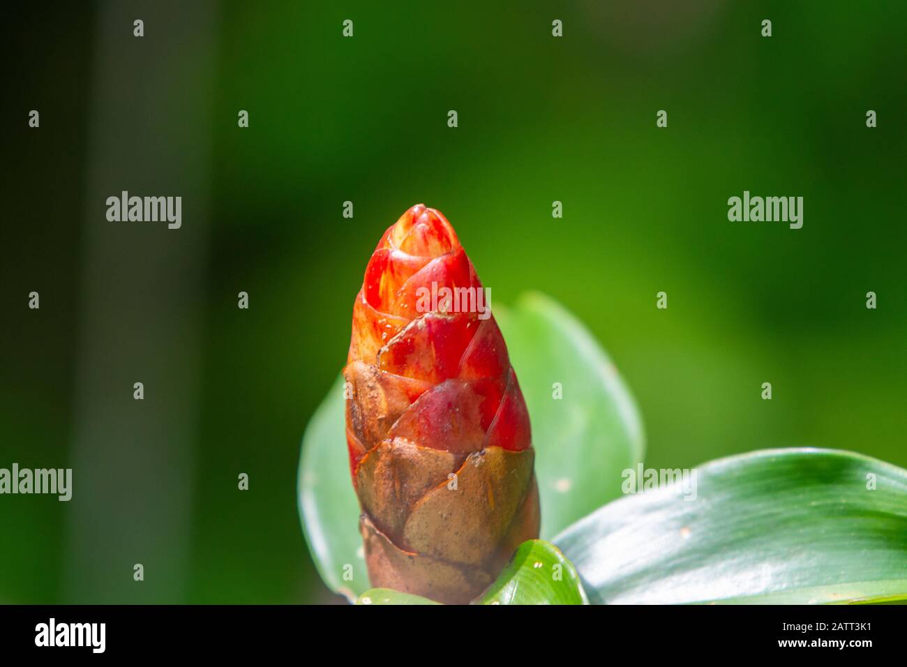 Alpinia purpurata, red ginger, also called ostrich plume and pink cone ...