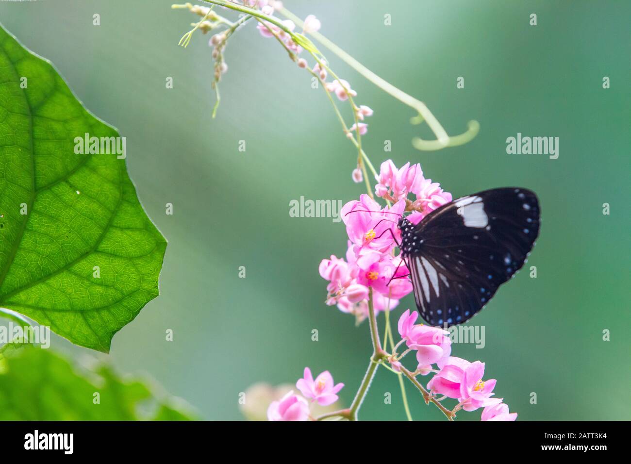 Lexias pardalis, the common archduke in blue and black on pink flowers ...