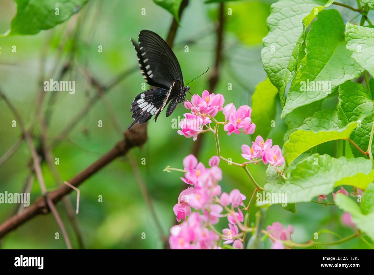 Lexias pardalis, the common archduke in blue and black on pink flowers ...