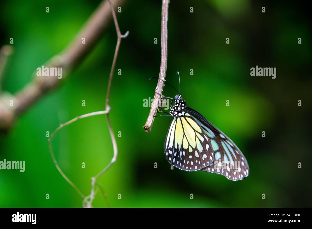 Ideopsis similis, Ceylon blue glassy tiger butterfly with blue green ...