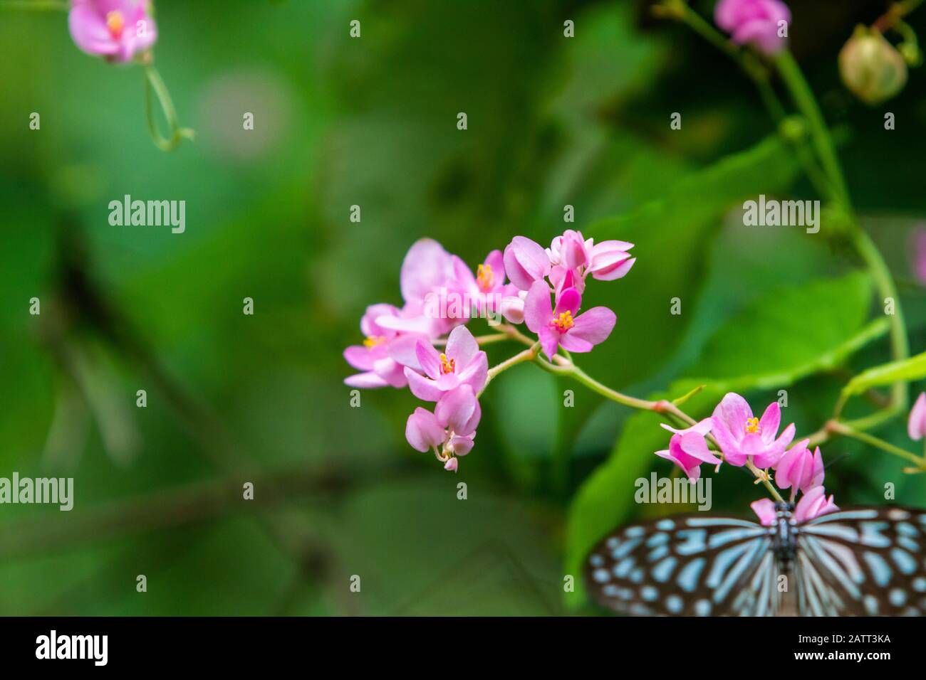 Blue and black Tirumala septentrionis, the dark blue tiger danaid ...
