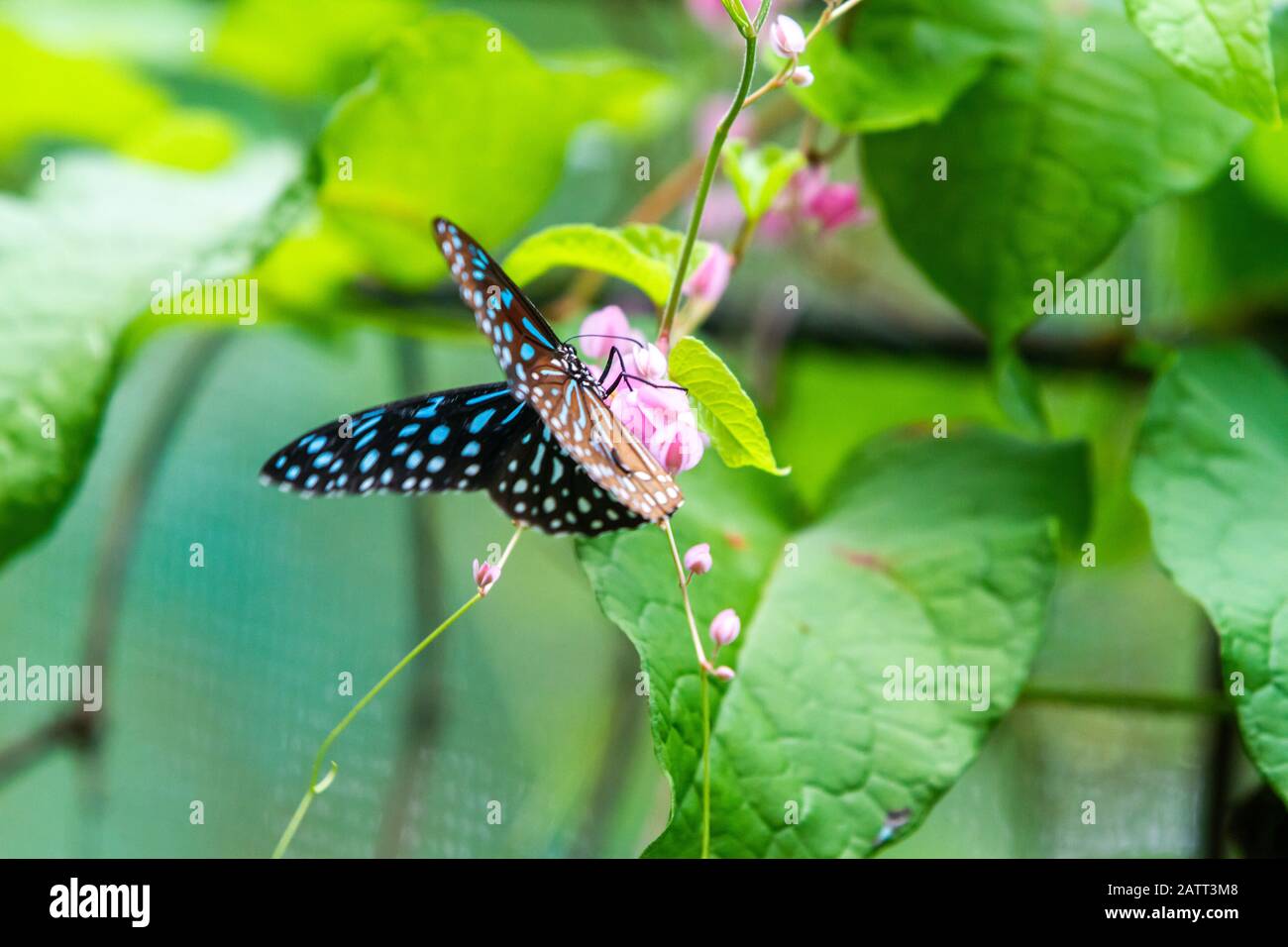 Blue and black Tirumala septentrionis, the dark blue tiger danaid ...