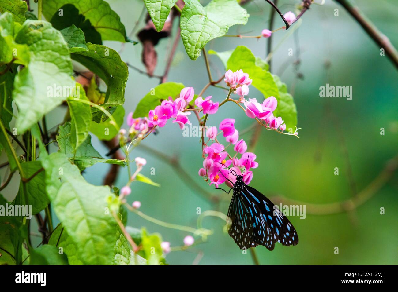 Blue and black Tirumala septentrionis, the dark blue tiger danaid ...