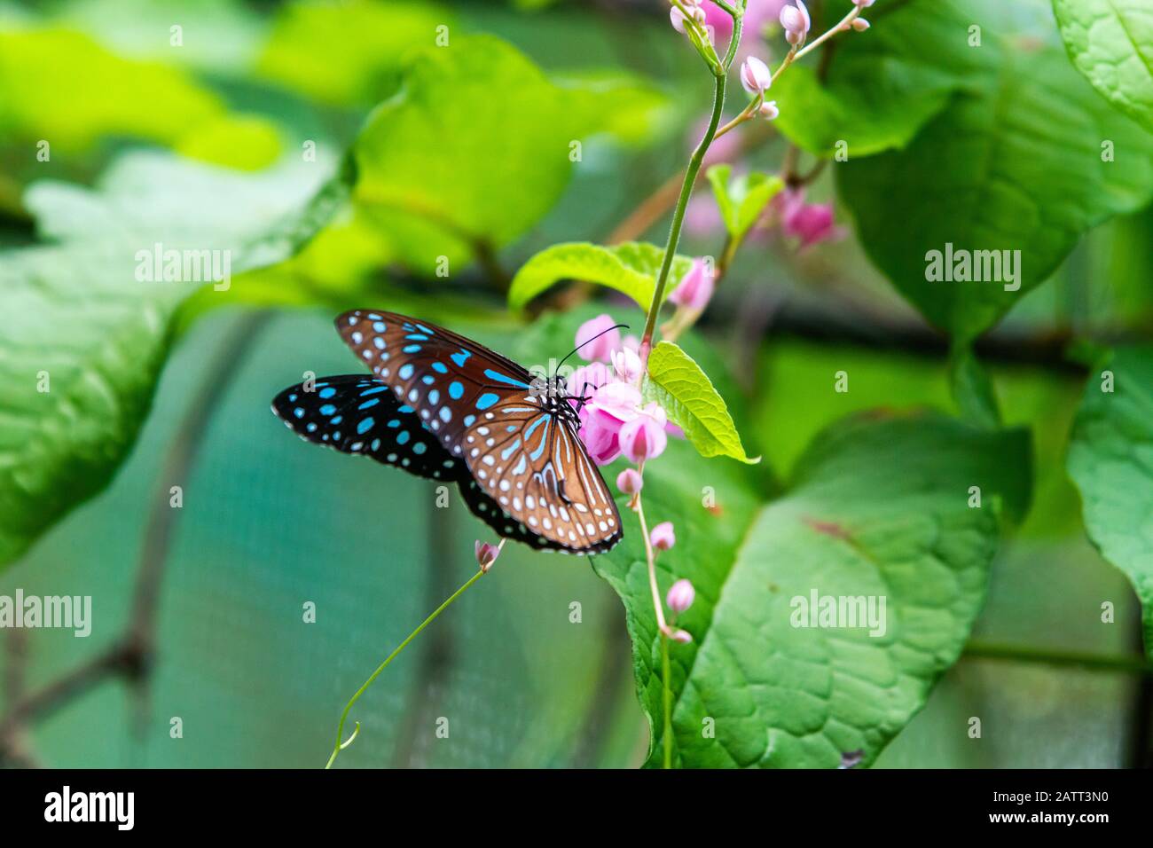 Blue and black Tirumala septentrionis, the dark blue tiger danaid ...
