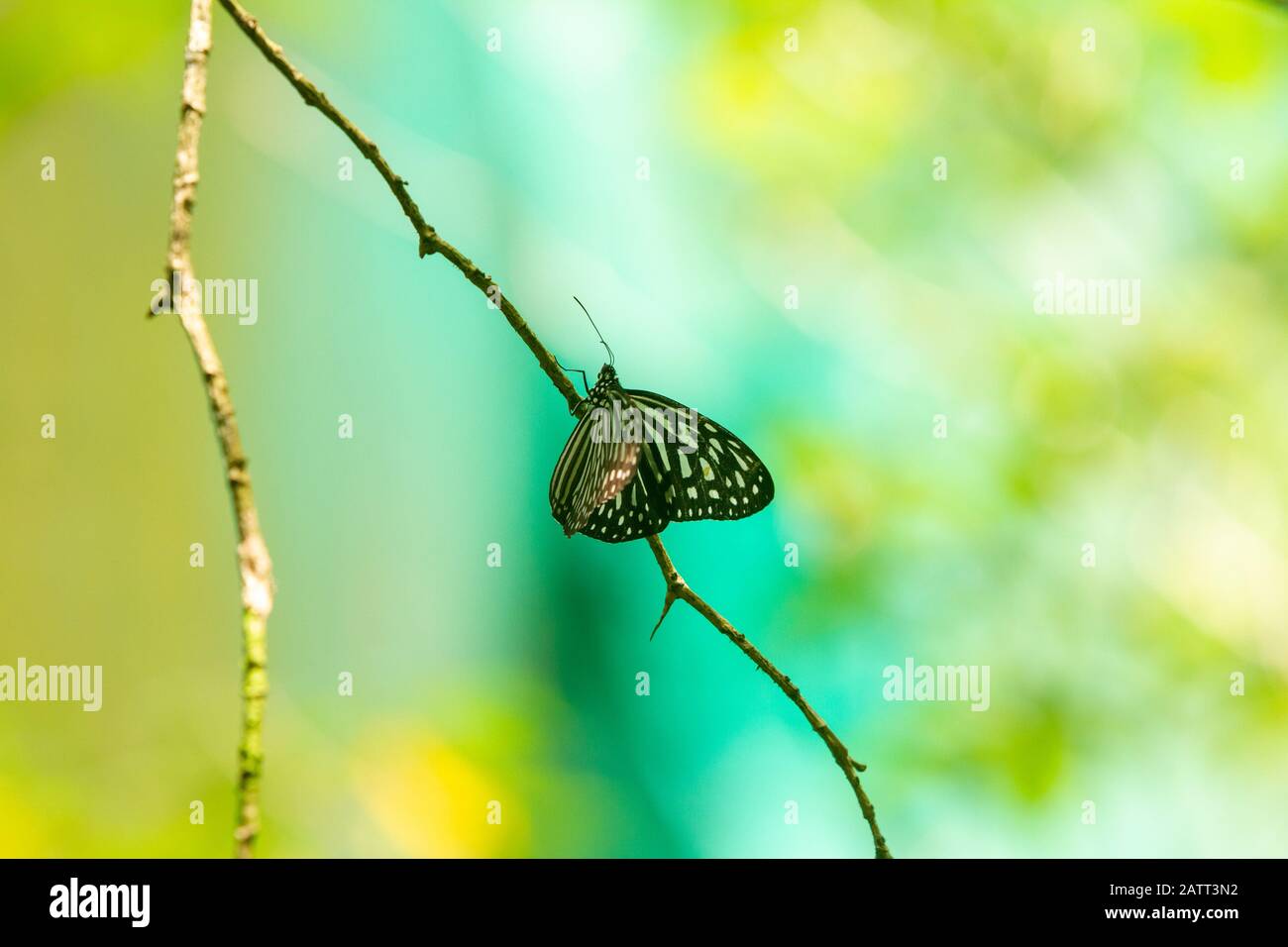 Ideopsis similis, Ceylon blue glassy tiger butterfly with blue green ...