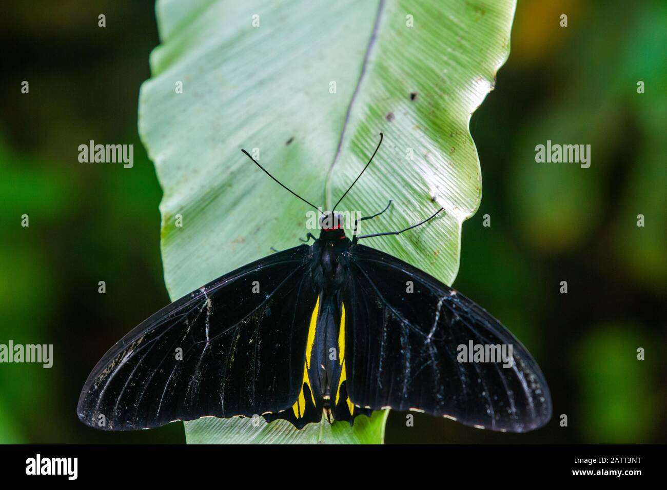 Troides helena, the common birdwing, black, yellow and red butterfly of ...