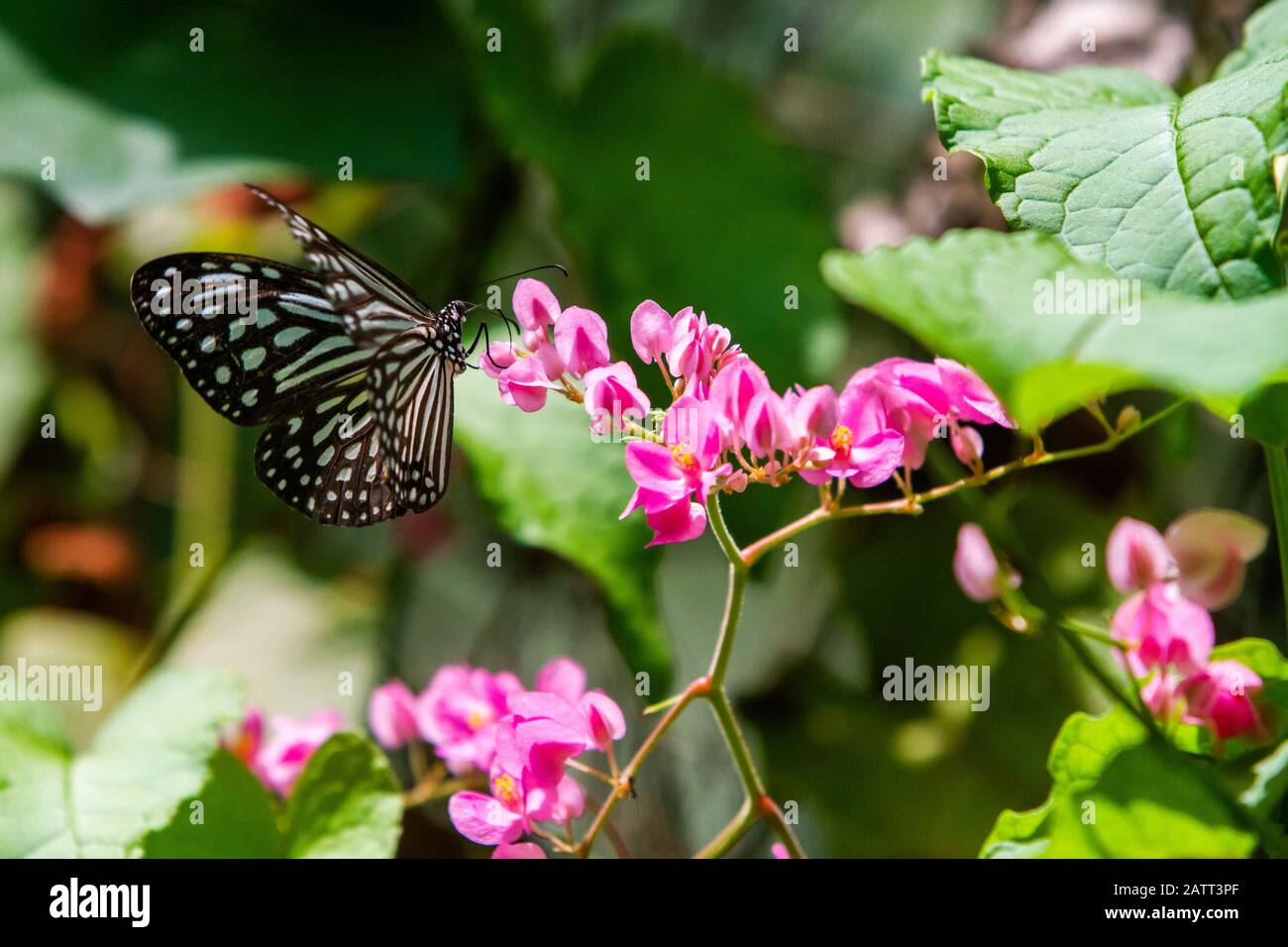Blue and black Tirumala septentrionis, the dark blue tiger danaid ...